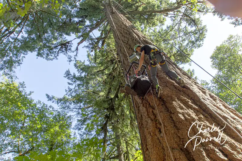 Wheelchair-Accessible Tree Climbing in Silver Falls State Park ...